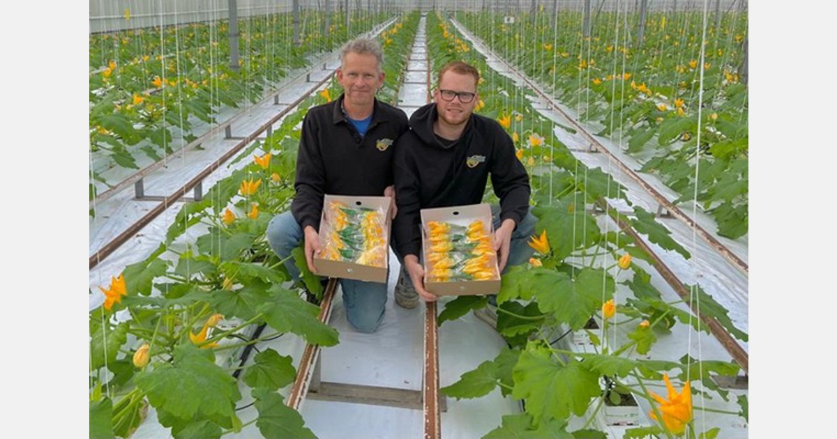 Eerste oogst van nieuw seizoen: "Hoe verser het product, hoe mooier het ...