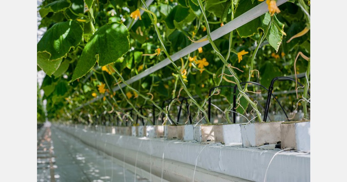 Leo Marcelis spreekt tijdens Horti Science Café op 7 februari