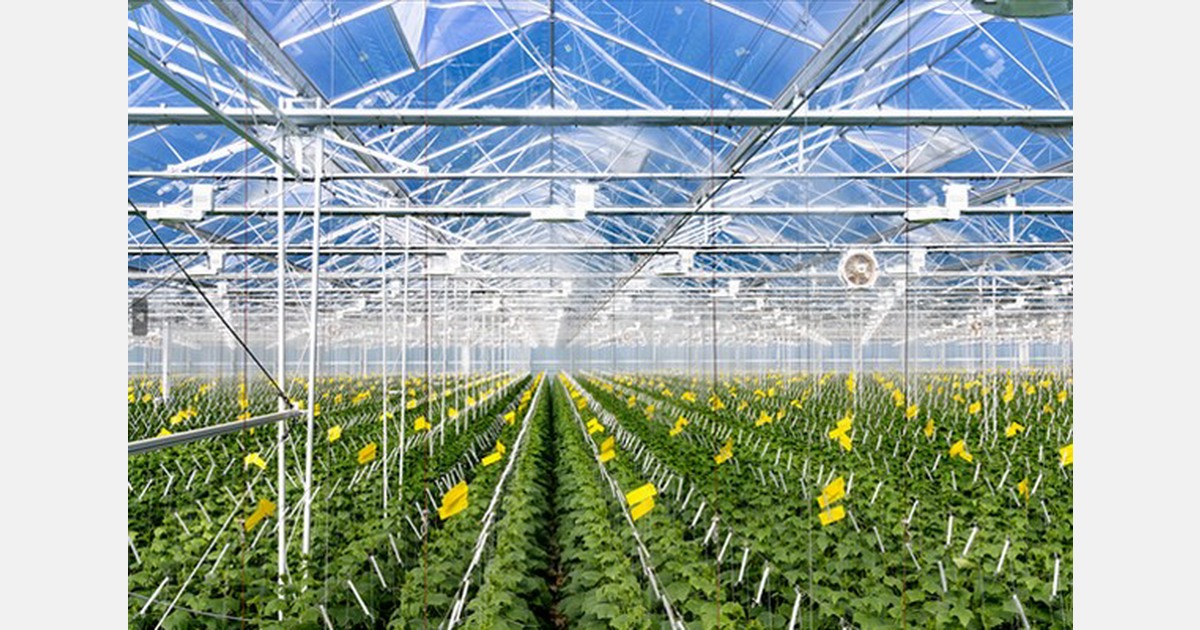 Discussie over resistent ras komkommerbontvirus in eerste teelt laait ...