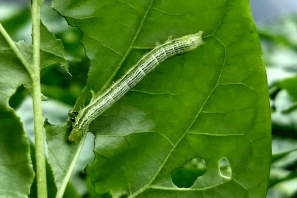 "Rupsen volledig biologisch kunnen bestrijden"
