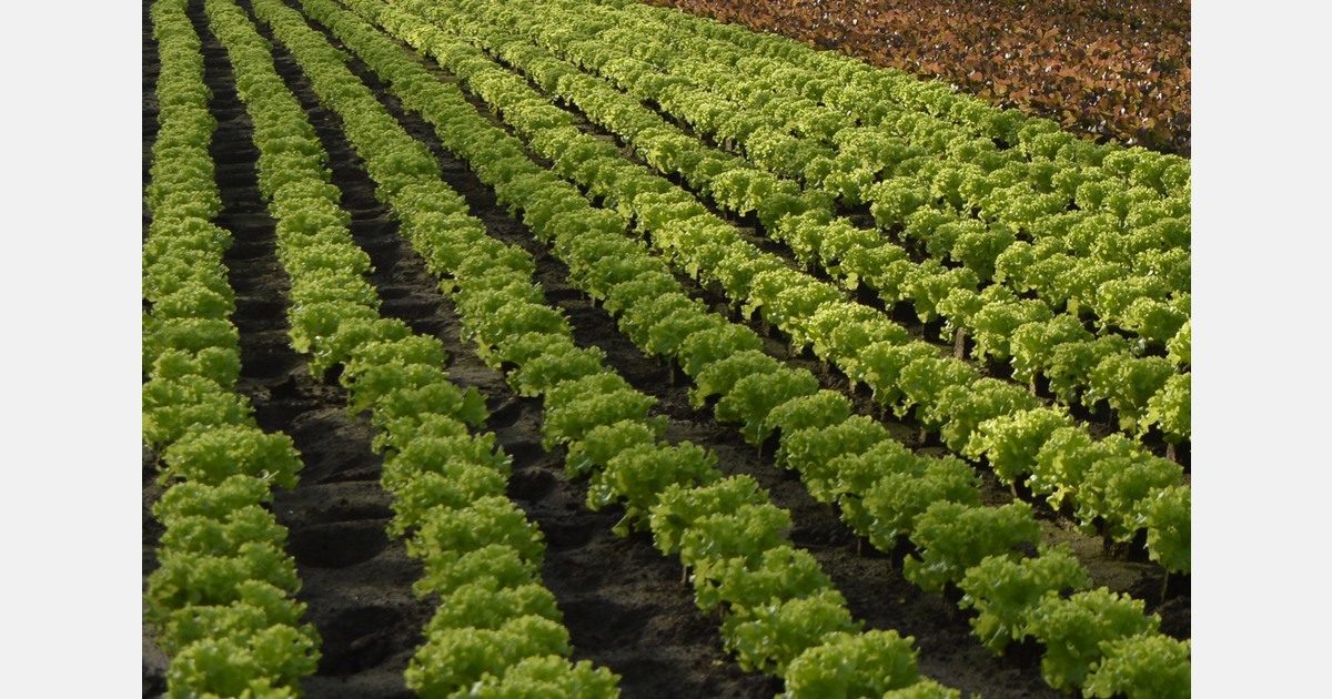 Kassla in voorjaar: Op juiste manier reageren op zeer sterk veranderend ...