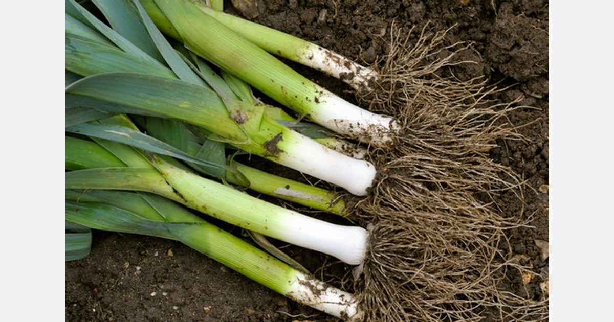 Praktijktest met teelt van prei op water aanstaande
