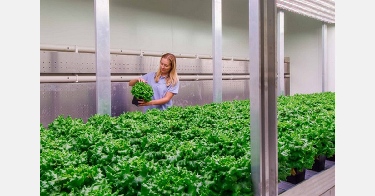 Lagere DLI zorgt voor lager versgewicht van slakroppen