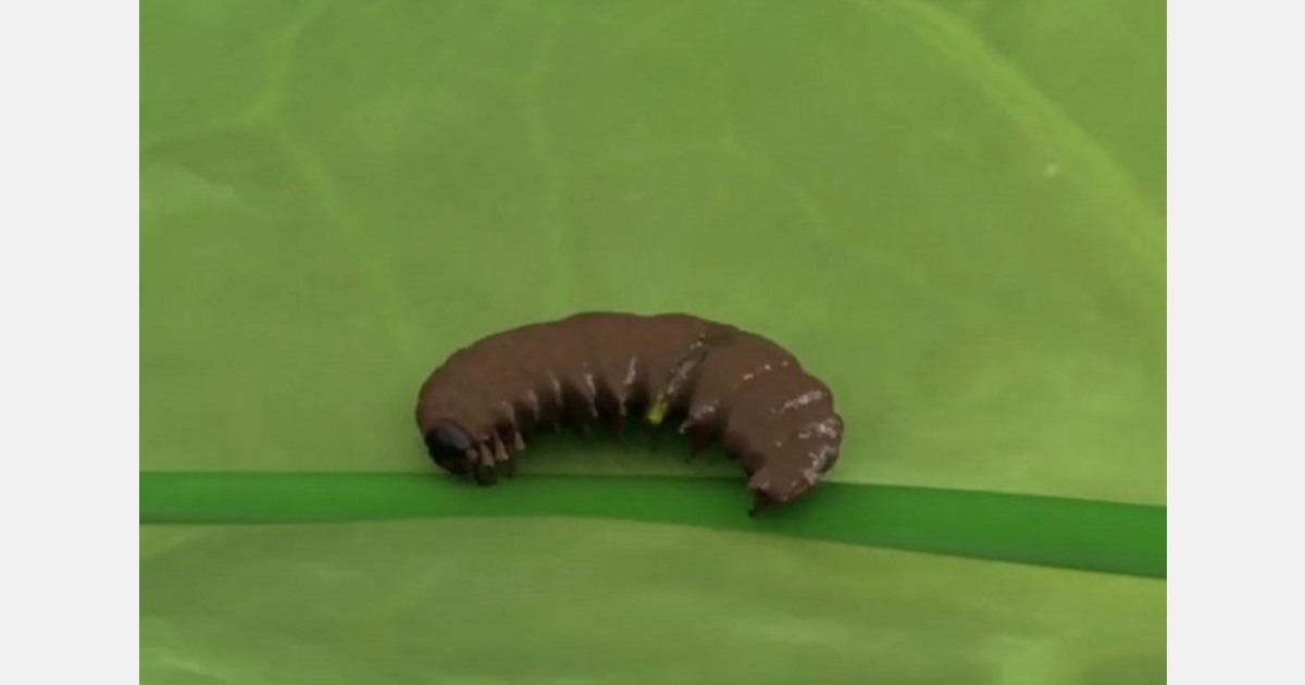 Nieuw middel tegen rupsenbestrijding in vruchtgroenten en siergewassen