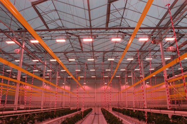 Komkommerteelt onder full LED 'overtreft verwachtingen'