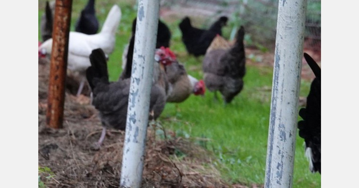 Kippen tegen oorwurmen