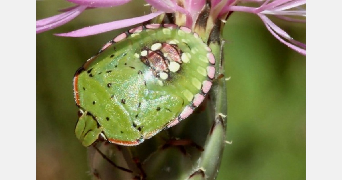 Hoe kun je zuidelijke groene stinkwants bestrijden?