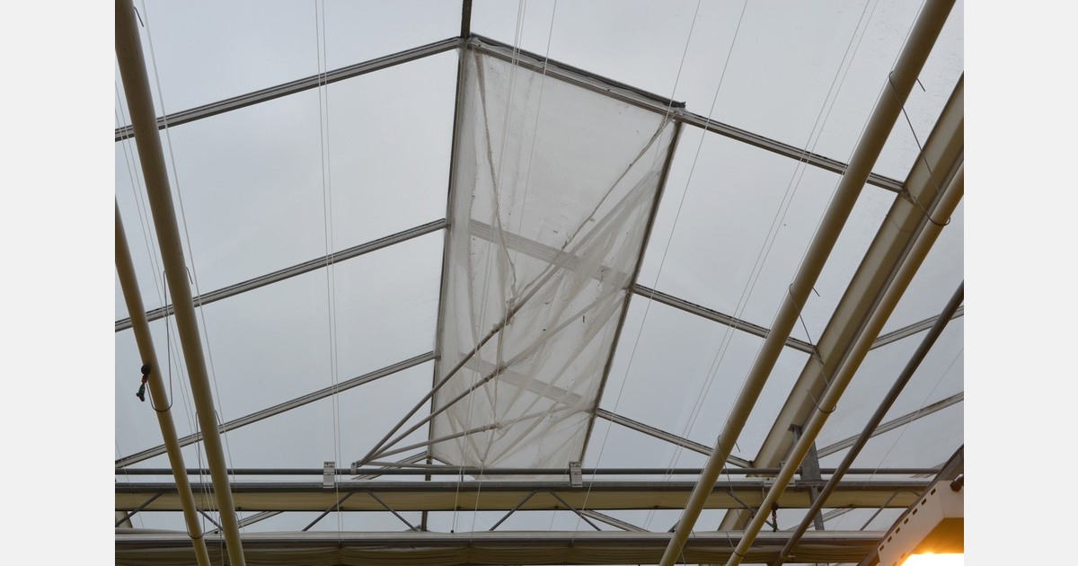 Nieuw soort trips overleeft waarschijnlijk winter niet buiten kas