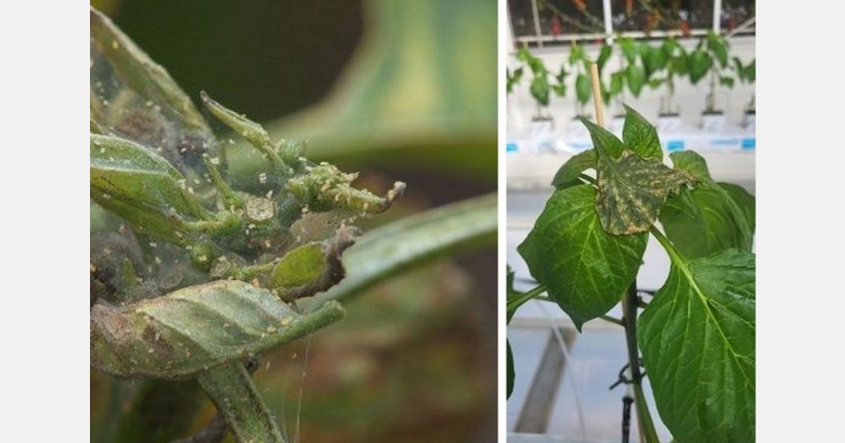 Spintmijt en galmijt effectief bestrijden