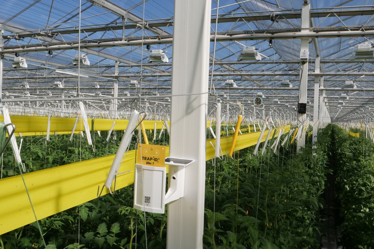 Tomatenteler zet Trap-Eye in om 88 hectare tomaten te beschermen