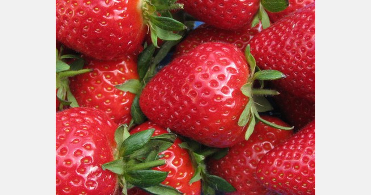 Aardbei ‘Malling Centenary’ overschrijdt binnen een jaar verkoop van 60 ...