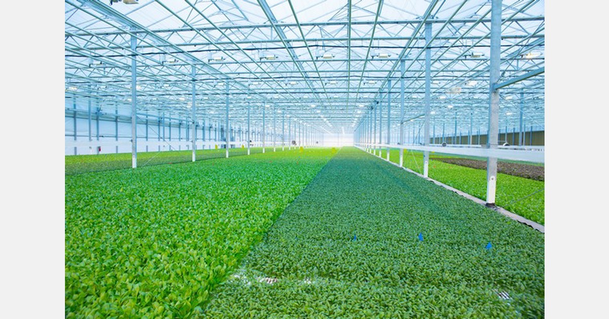 BrightFarms stopt teelt in kas in Pennsylvania
