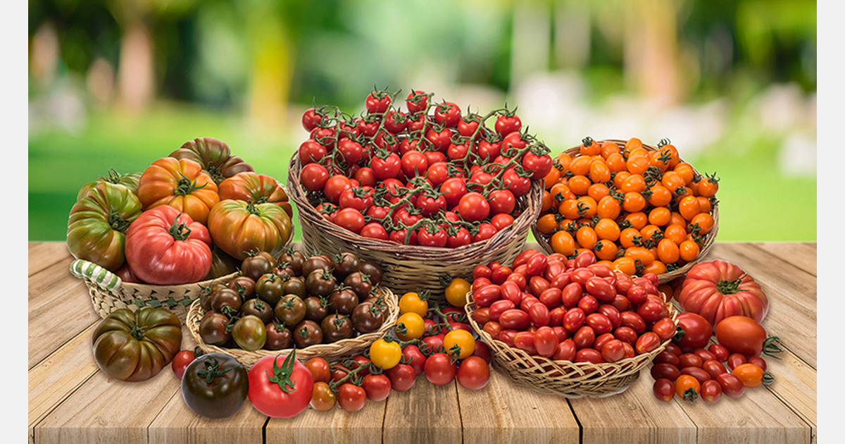 Yuksel Seeds presenteert ToBRFV-resistente rassen