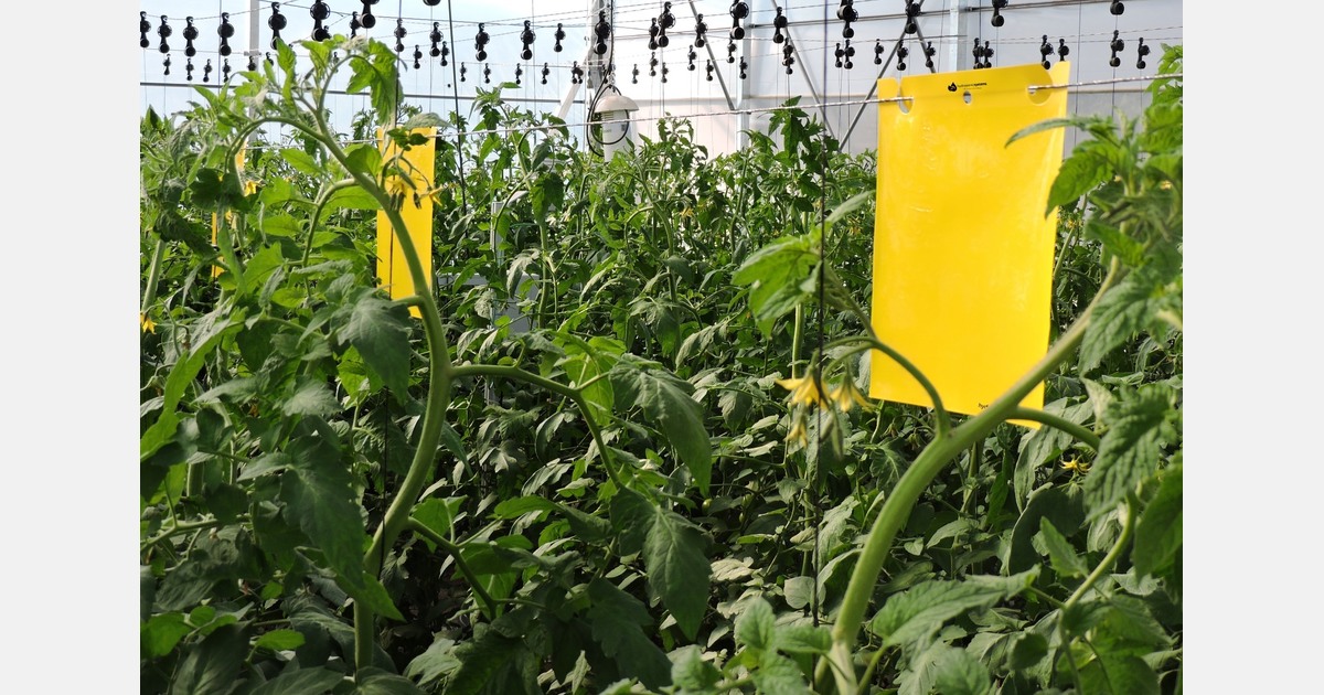 "Dubbele haak maakt 2 meter touw per vangplaat overbodig"