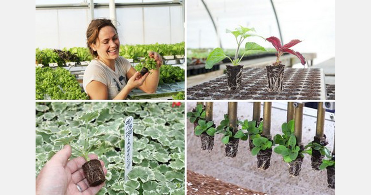 Opkweekbedrijven fabriceren eigen plugs dankzij Grow-Tech licenties