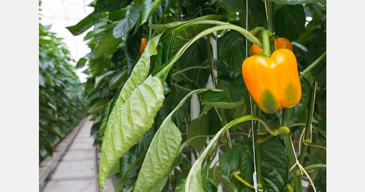 Spint en trips rukken op in paprikateelt Almería