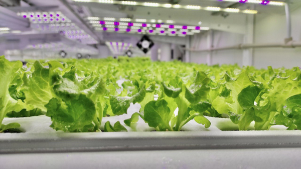 Fogponics: van 1 liter water 200 m3 mist maken in vertical farm