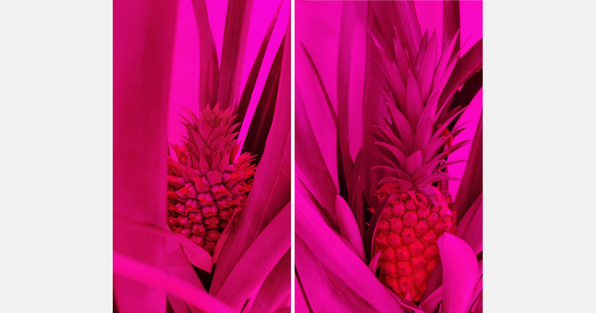 Gaat Signify over op ananasteelt?