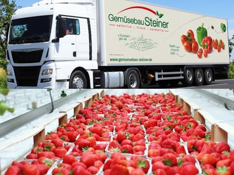 "Areaal Strabena tomaat verdubbeld"